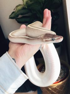 Purple Passion Ball Python Ultimate Care Sheet (+ Pro Tips!)