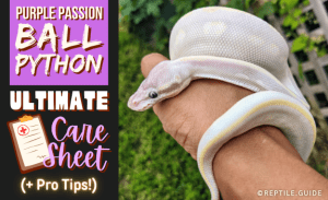 Purple Passion Ball Python Ultimate Care Sheet (+ Pro Tips!)