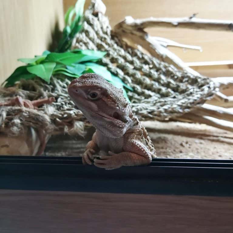 Rankin's Dragon Care Sheet: How-to Guide to Proper Pet Care