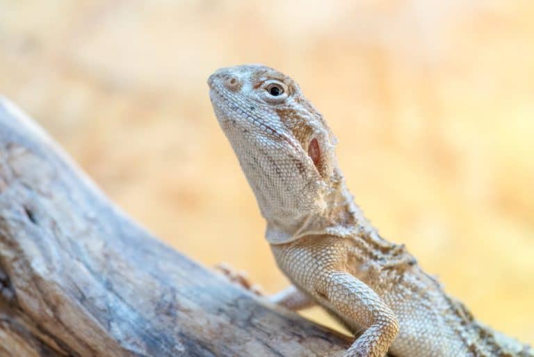 Rankin's Dragon Care Sheet: How-to Guide to Proper Pet Care