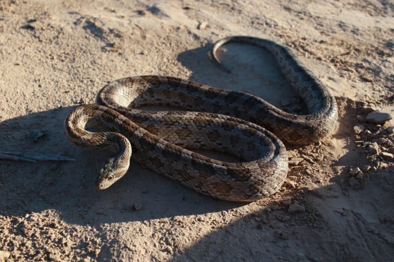 Arkansas Snakes: The Best Guide to Identifying Every Species