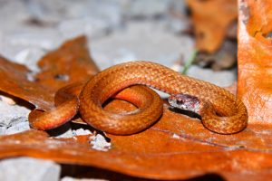 Indiana Snakes: Identifying Venomous & Non-Venomous Species