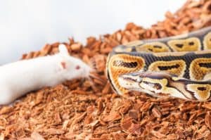 Scaleless Ball Python Care Guide (All Needs & Health Issues)