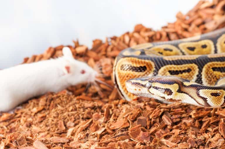 Scaleless Ball Python Care Guide (All Needs & Health Issues)