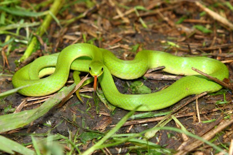 Indiana Snakes: Identifying Venomous & Non-Venomous Species