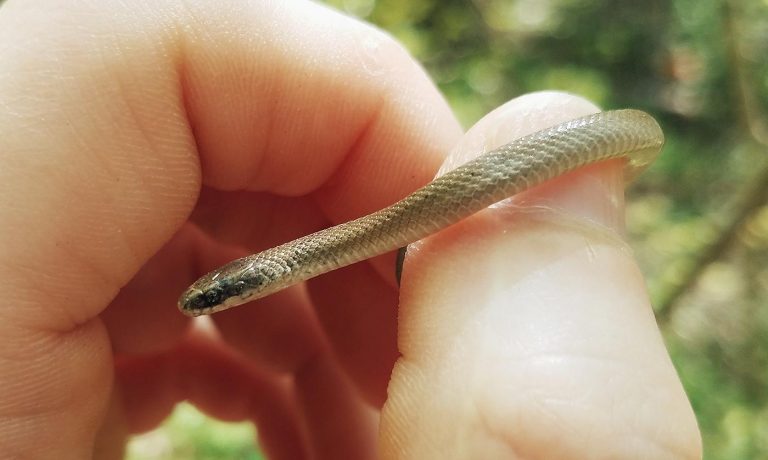 Indiana Snakes: Identifying Venomous & Non-Venomous Species