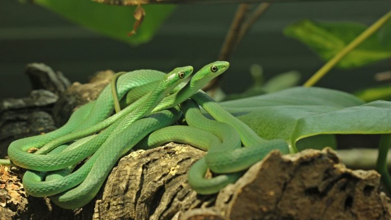 Indiana Snakes: Identifying Venomous & Non-Venomous Species