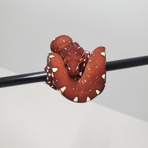 Green Tree Python Owner's Guide: Best Practices for Keepers!