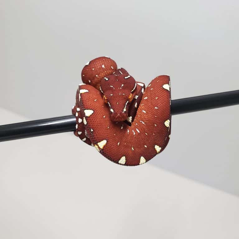 Green Tree Python Owner's Guide: Best Practices for Keepers!