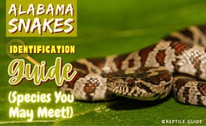 Alabama Snakes Identification Guide (Species You May Meet!)