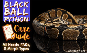 Black Ball Python Care Guide: All Needs, FAQs, & Morph Types