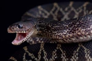 Virginia Snakes Identification Guide: Background Info & Pics