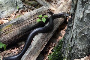 Missouri Snakes Identification Guide (Everything to Expect)