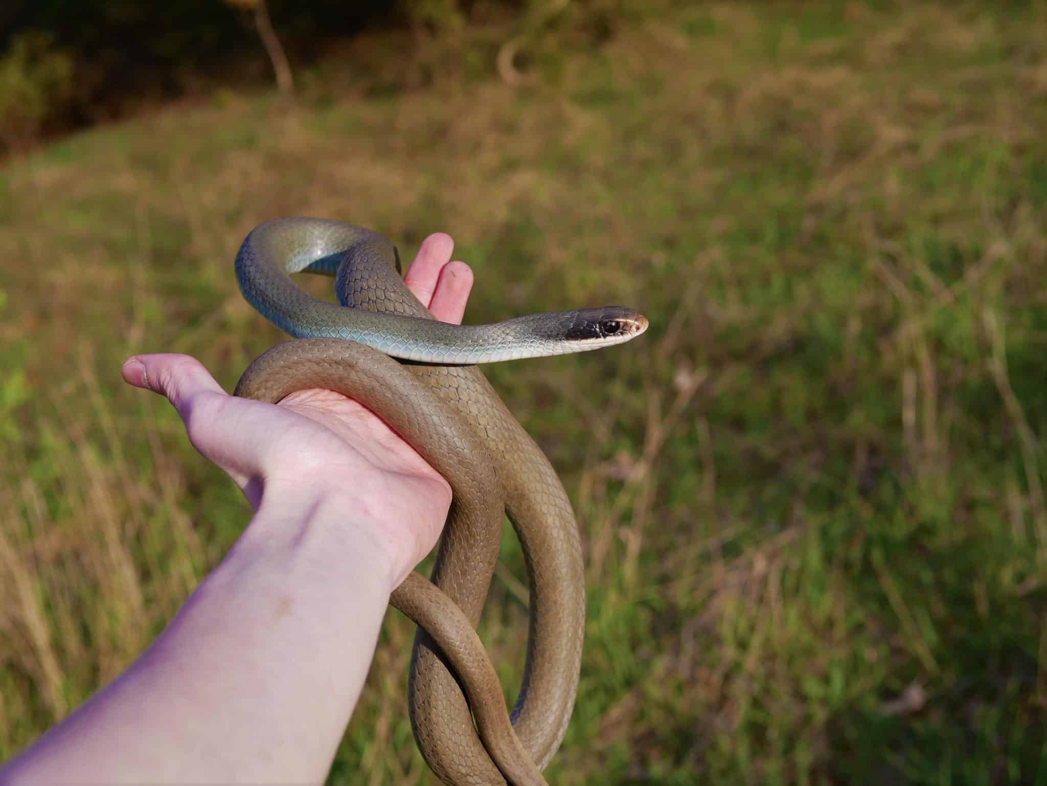 Michigan Snakes: Identification Guide to All Species + Pics