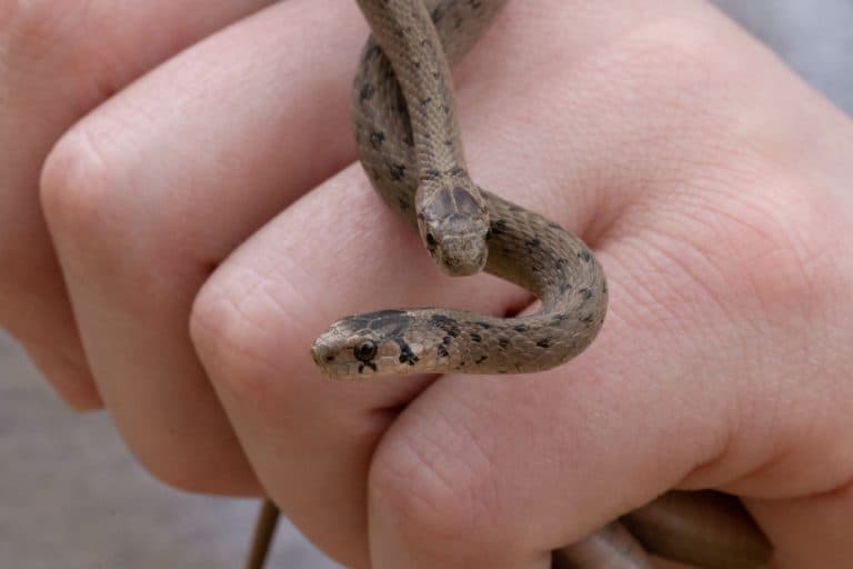 Michigan Snakes: Identification Guide to All Species + Pics