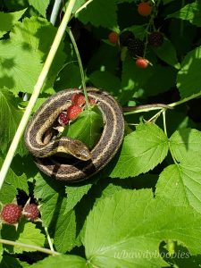 Michigan Snakes: Identification Guide to All Species + Pics