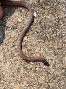 Georgia Snakes Identification & Safety Guide (With Pictures)