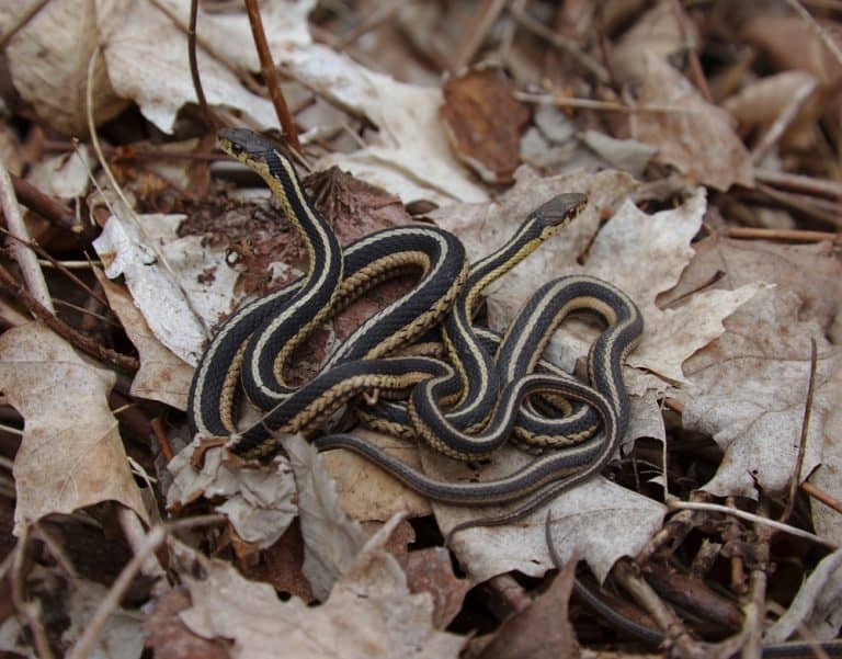 Missouri Snakes Identification Guide (Everything to Expect)