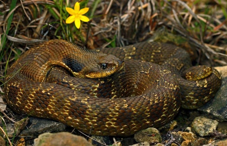 Missouri Snakes Identification Guide (Everything to Expect)