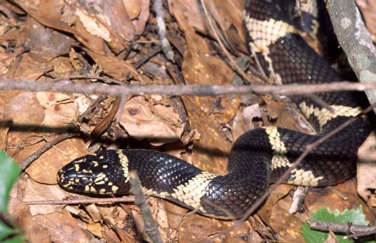 Georgia Snakes Identification & Safety Guide (With Pictures)