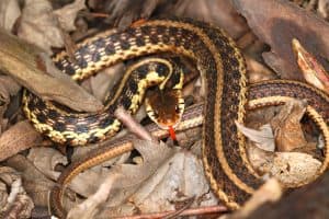 Michigan Snakes: Identification Guide to All Species + Pics