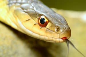 Virginia Snakes Identification Guide: Background Info & Pics