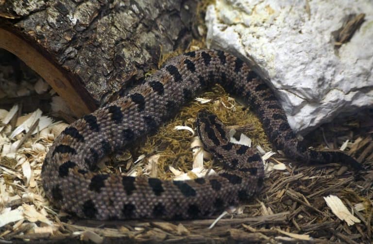 Georgia Snakes Identification & Safety Guide (With Pictures)