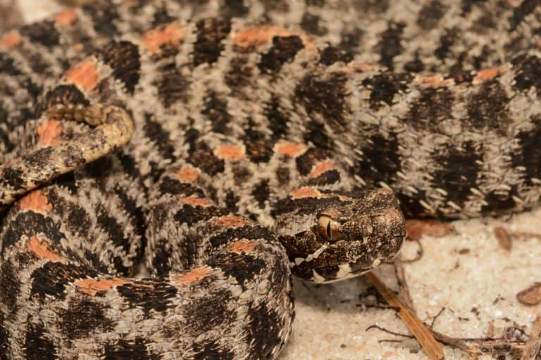 Tennessee Snakes Identification Guide (Full Species Catalog)