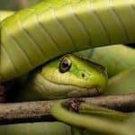 Virginia Snakes Identification Guide: Background Info & Pics
