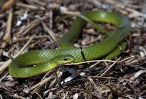 Michigan Snakes: Identification Guide to All Species + Pics