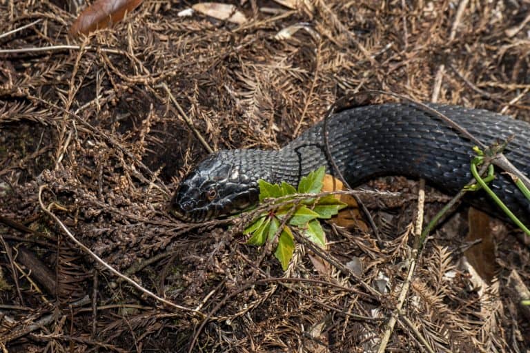 Georgia Snakes Identification & Safety Guide (With Pictures)