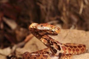 Virginia Snakes Identification Guide: Background Info & Pics