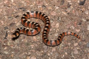 Arizona Snakes Identification Guide (Beginner-Friendly Info)
