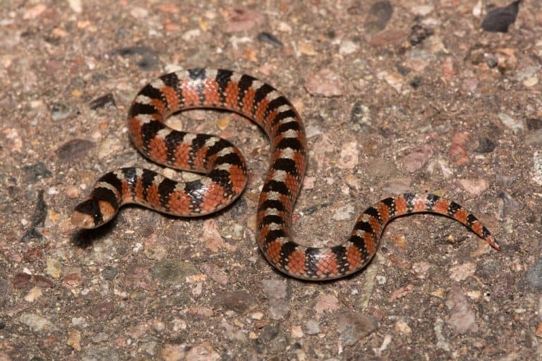 Arizona Snakes Identification Guide (Beginner-Friendly Info)