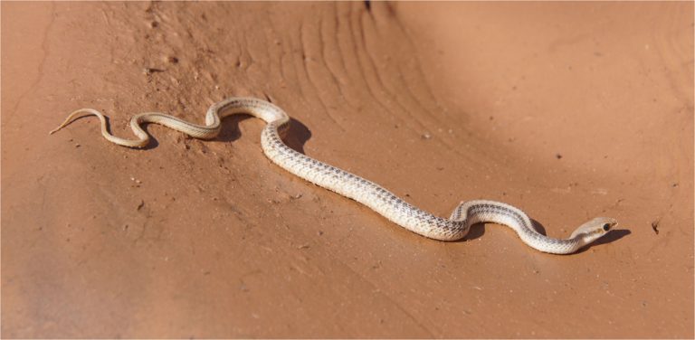 Arizona Snakes Identification Guide (Beginner-Friendly Info)