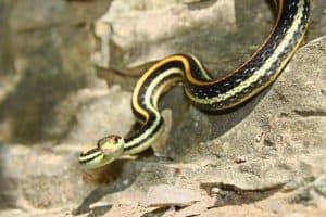 Tennessee Snakes Identification Guide (Full Species Catalog)