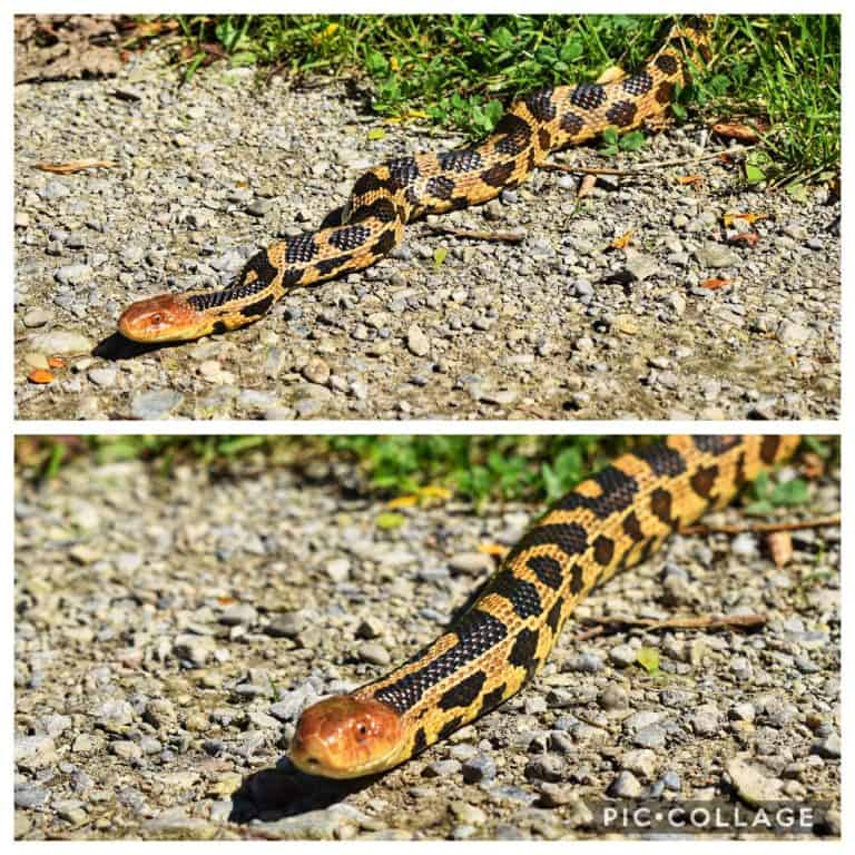 Michigan Snakes: Identification Guide to All Species + Pics