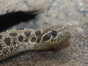 Virginia Snakes Identification Guide: Background Info & Pics
