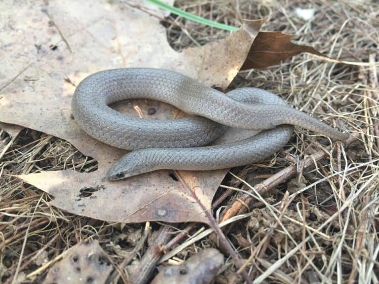 Virginia Snakes Identification Guide: Background Info & Pics