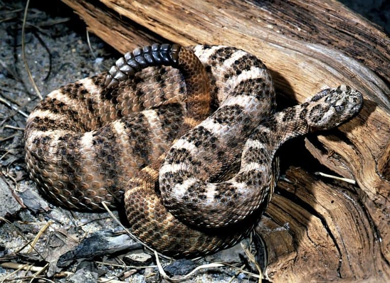 Arizona Snakes Identification Guide (Beginner-Friendly Info)
