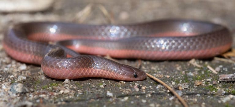 Georgia Snakes Identification & Safety Guide (With Pictures)