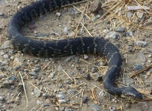 South Carolina Snakes Identification Guide (Must-Know Info!)