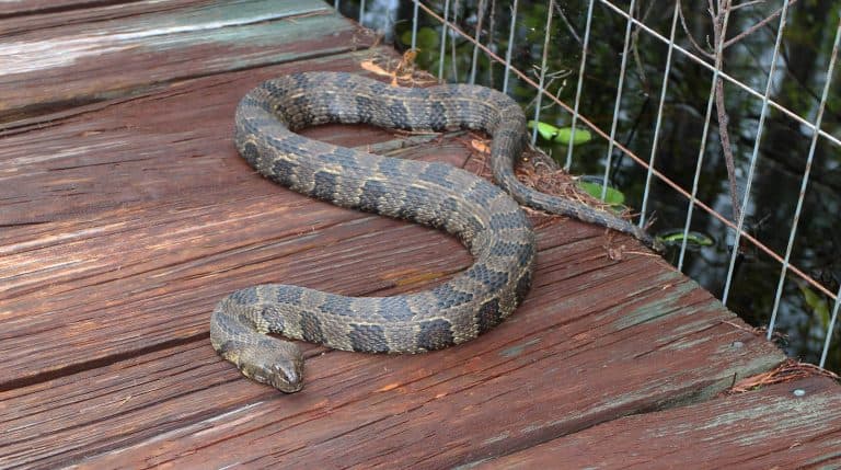 South Carolina Snakes Identification Guide (Must-Know Info!)