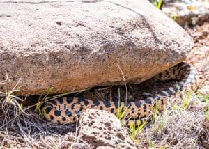 Colorado Snakes Identification Guide: Profiles, Pics, & Tips