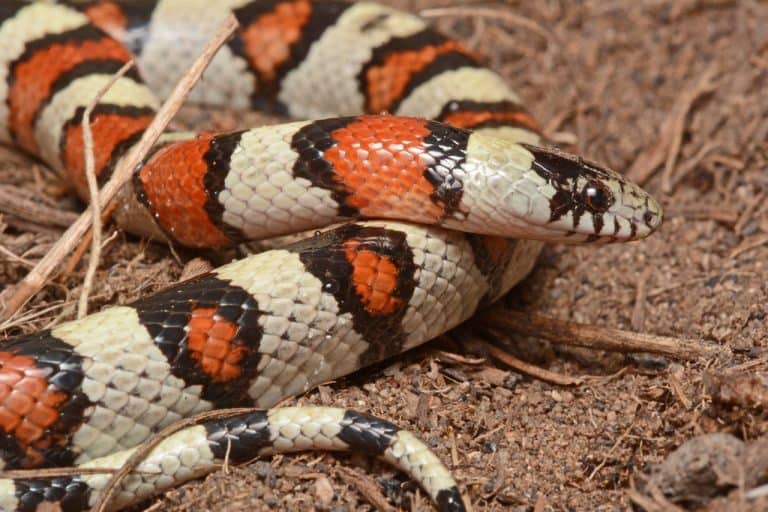 Colorado Snakes Identification Guide: Profiles, Pics, & Tips