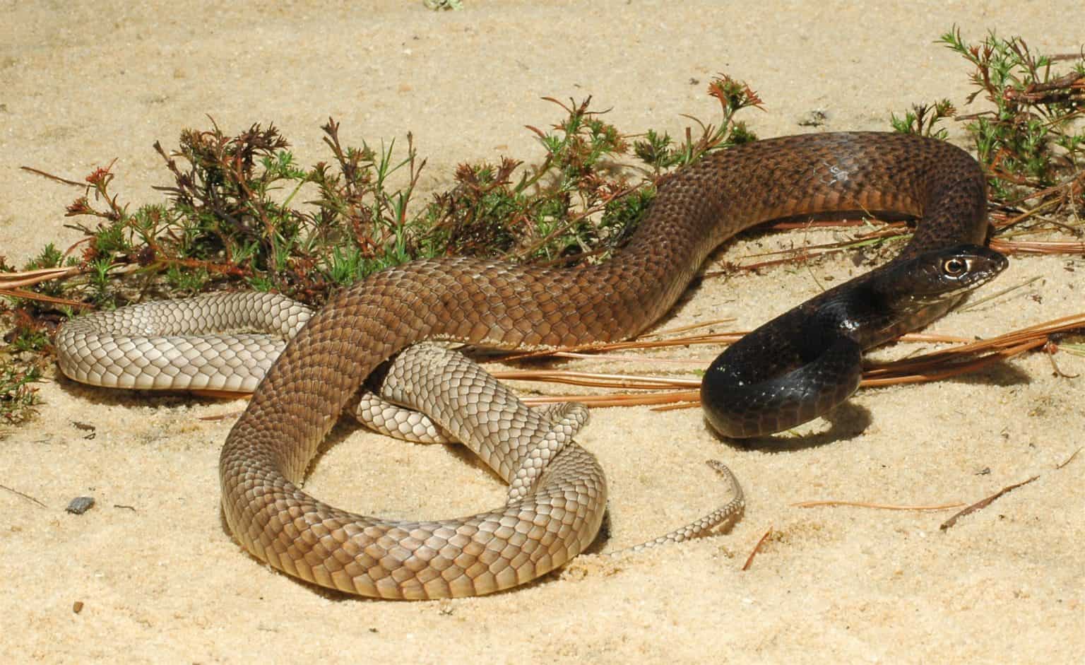 South Carolina Snakes Identification Guide (Must-Know Info!)