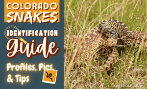 Colorado Snakes Identification Guide: Profiles, Pics, & Tips