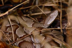 Kentucky Snakes Species Guide (With Pictures + Safety Tips!)