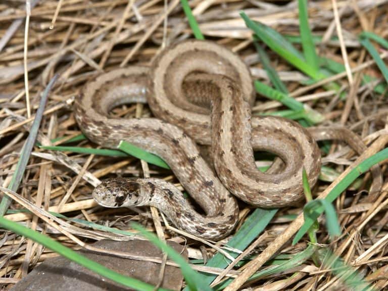 South Carolina Snakes Identification Guide (Must-Know Info!)