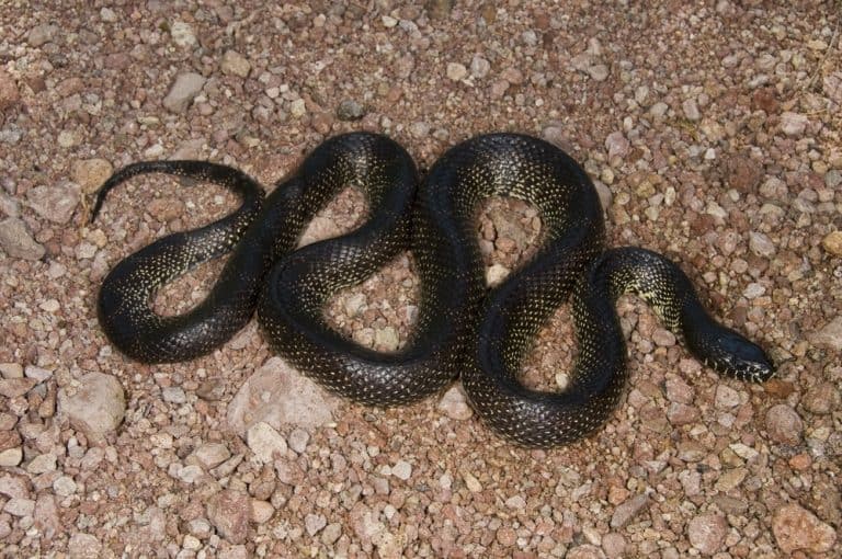 Colorado Snakes Identification Guide: Profiles, Pics, & Tips
